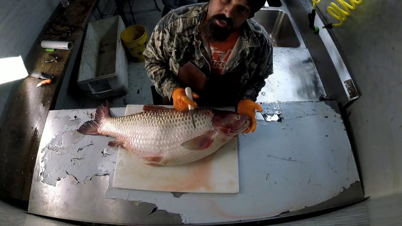 Prehistoric teeth from a grass carp - YouTube