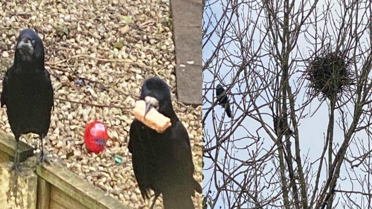 # Crow's CROWS Build A Nest - YouTube