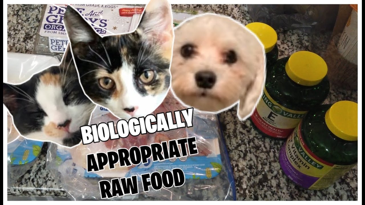 The "BARF" recipe that I feed my pets - YouTube