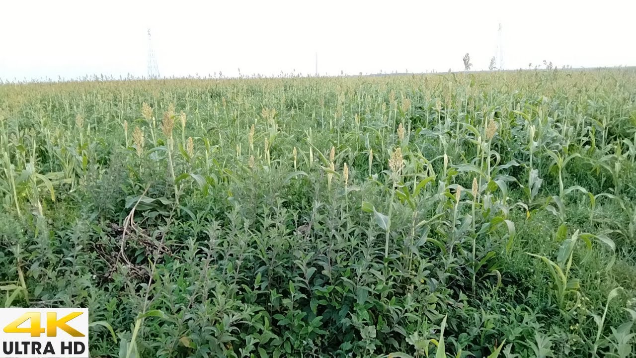 Glass field Nature Video green glass field Part 2 - YouTube