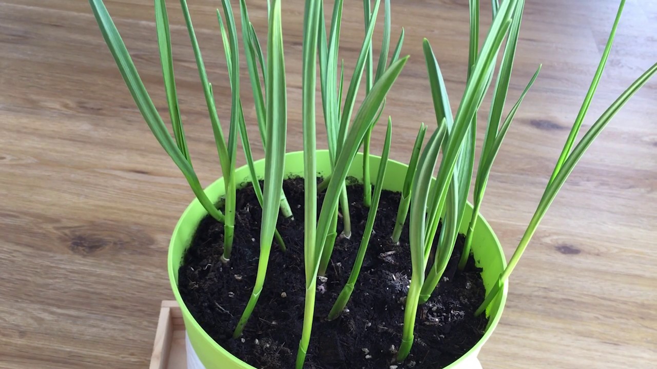 Trồng tỏi lấy lá cực đơn giản | ThuyAnh KulturKanal - YouTube