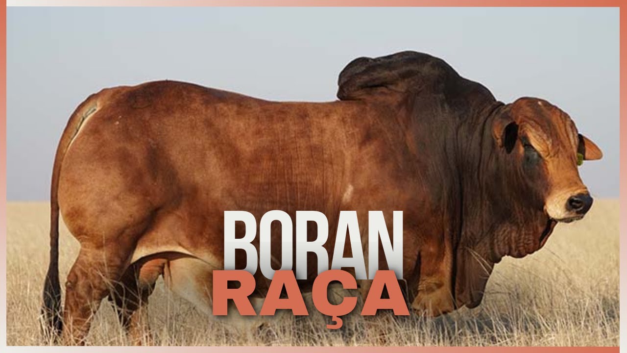 Raça Boran - A Joia Africana - YouTube