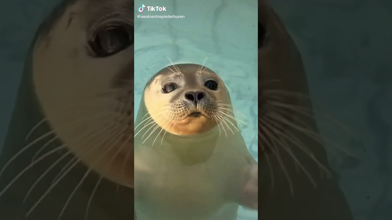 Seal giving a cheeky wink - YouTube