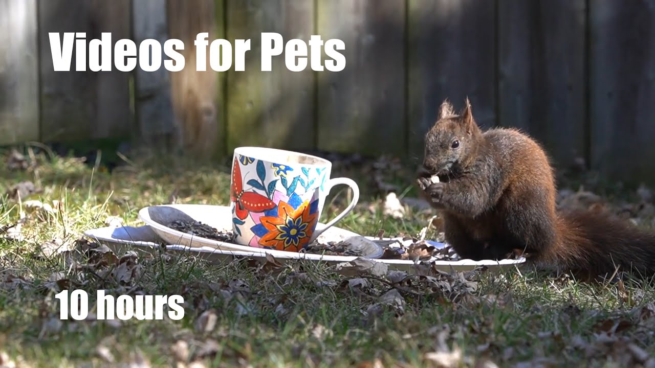 Saturday Morning Cartoons for Pets to Watch 🐱 - 10 Hours of Birds and ...