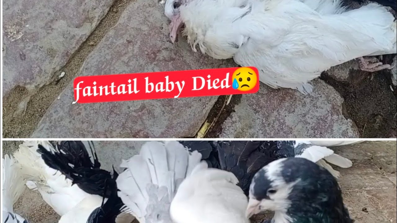 Baby black tail marr geya😥||Hand feed🕊🐦♥#petvlog #pigeon #kabutar # ...