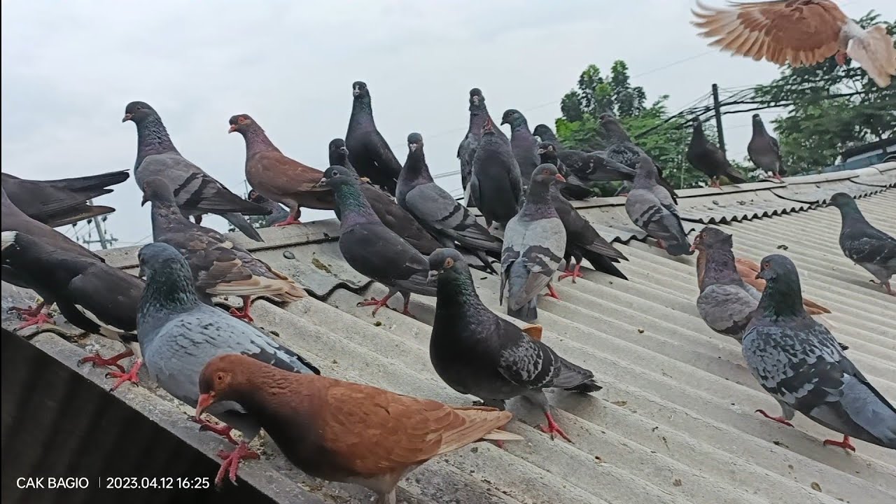 MERPATI HITAM SOGOL TRAH PLOSUR - YouTube