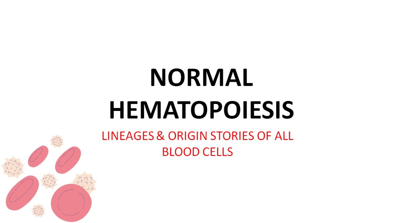BASICS OF HEMATOLOGY - NORMAL HEMATOPOIESIS I SITES I LINEAGES I ...