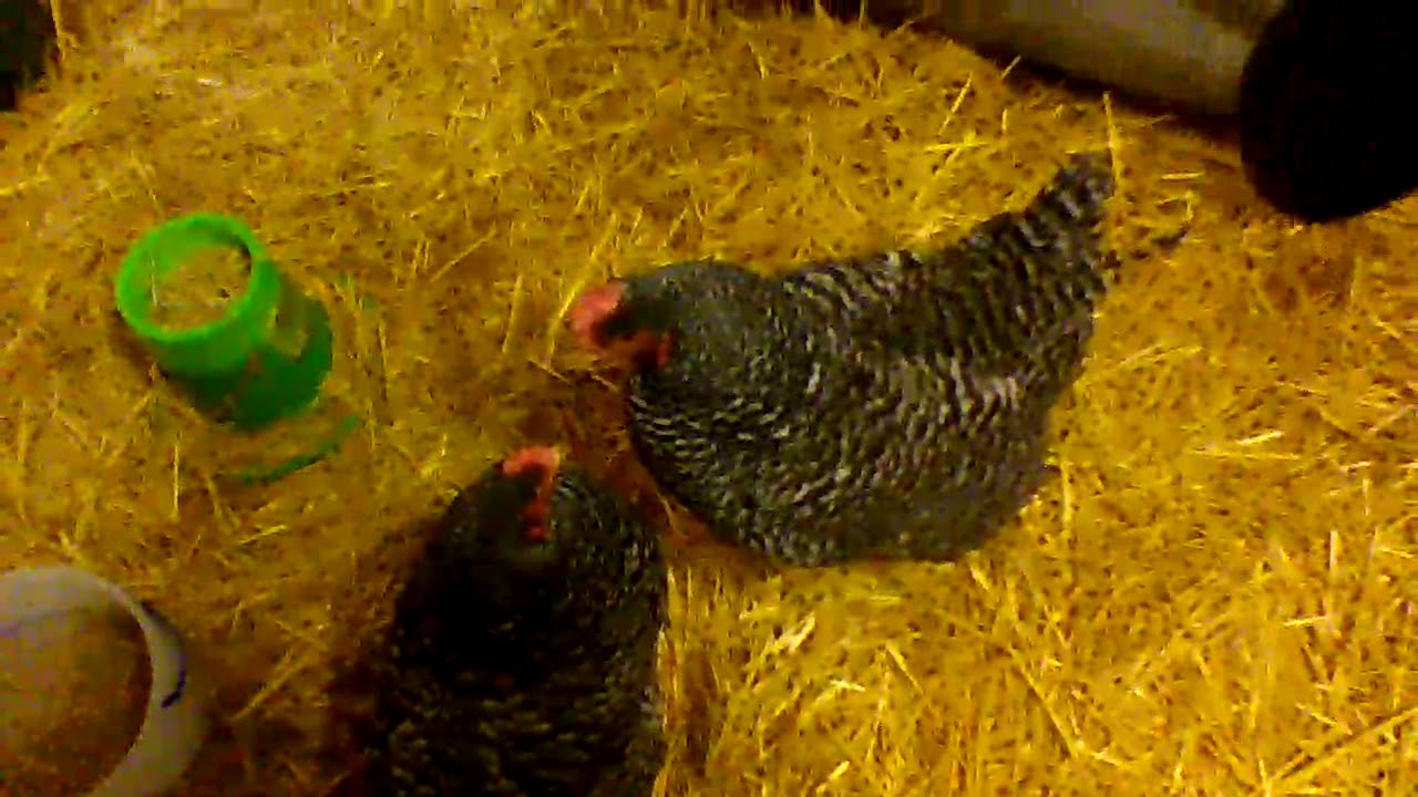 checking on my hens - YouTube