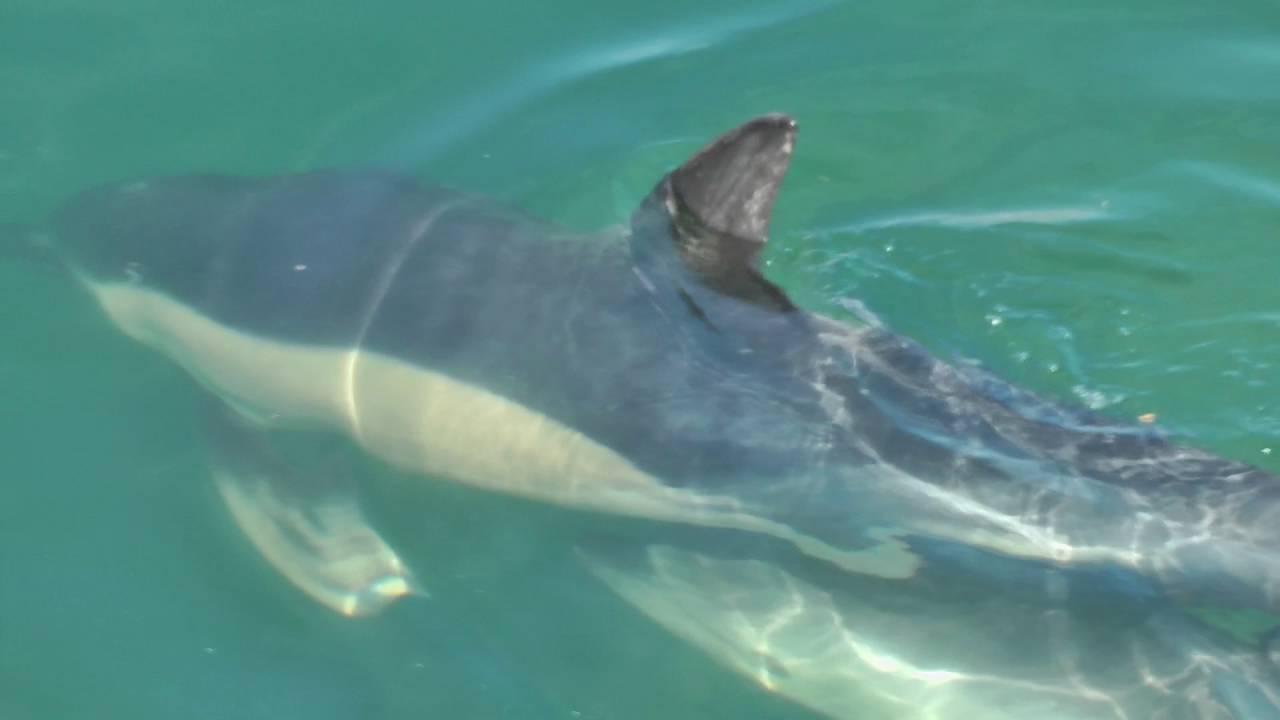 Common Dolphin with baby in Brixham Harbour 23 08 16 - YouTube