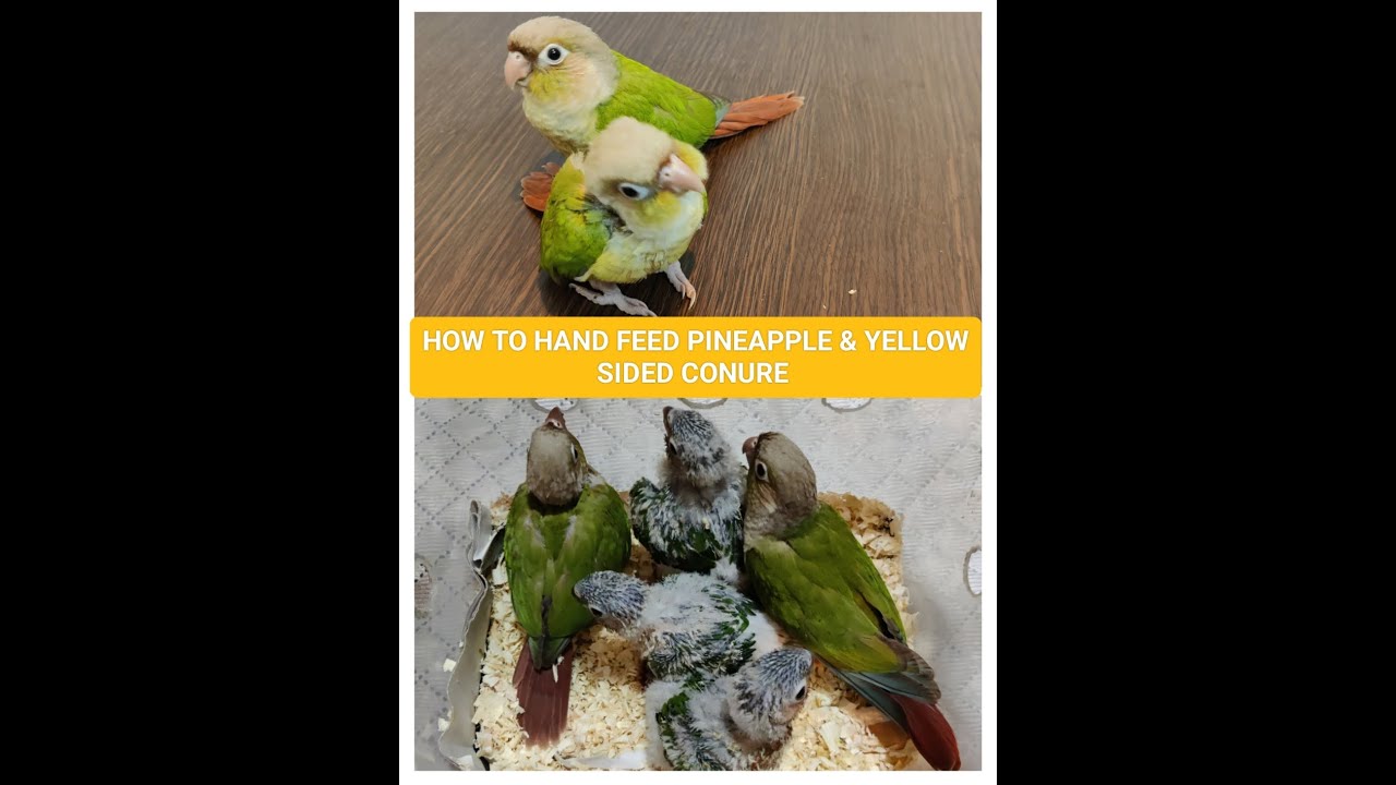 How to hand feed feed Pineapple conure | How to hand feed Yellow sided ...