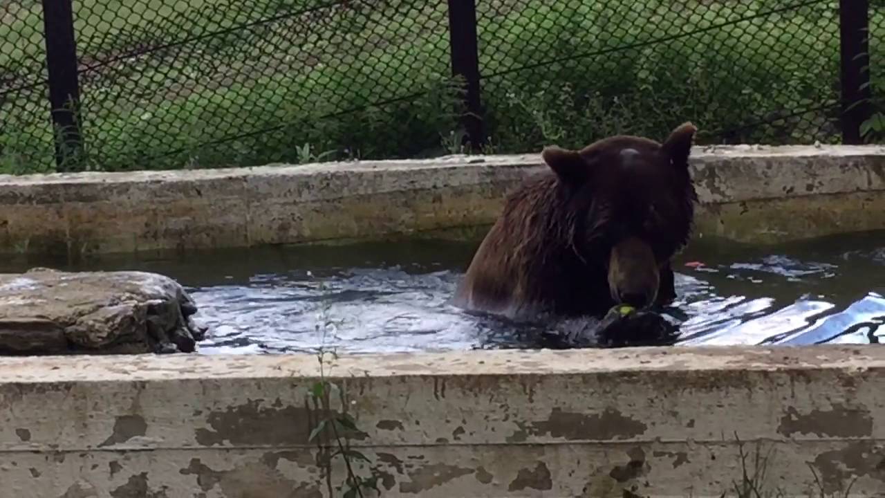 Baloo de la Straja. Lupeni face baie - YouTube
