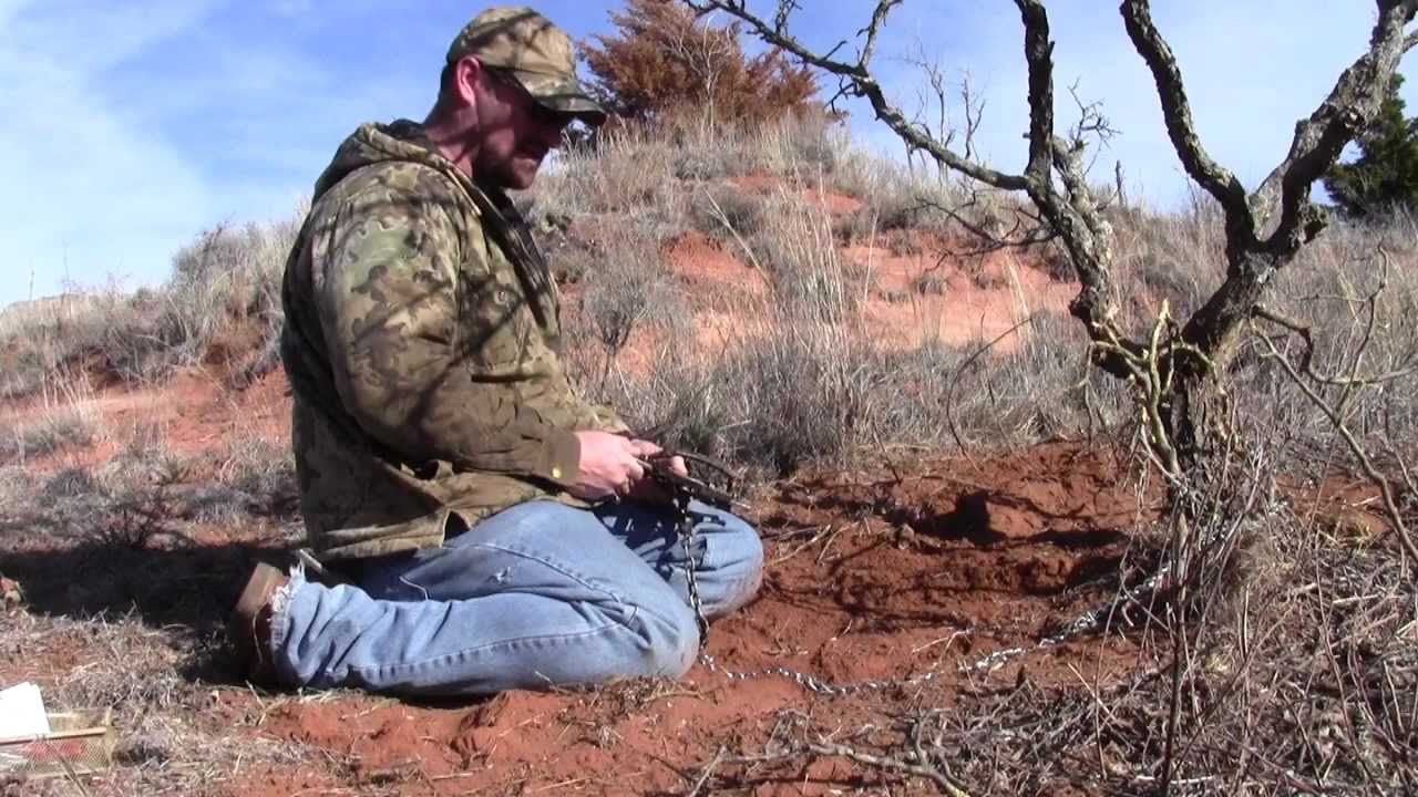 Minnesota Trapline 550 RC American Wildlife Authority Trapped Bobcat ...