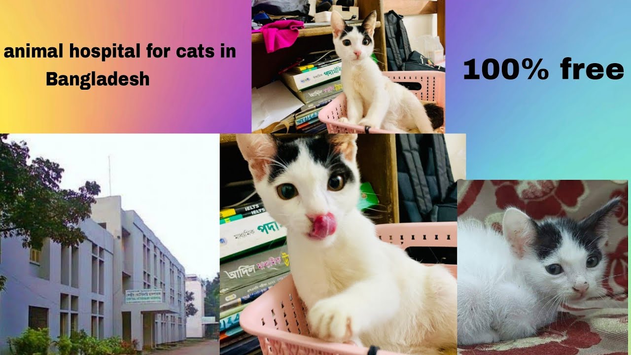 ঢাকা পশু পাখির হাসপাতাল, Veterinary Hospital Doctor Dhaka, Free ...