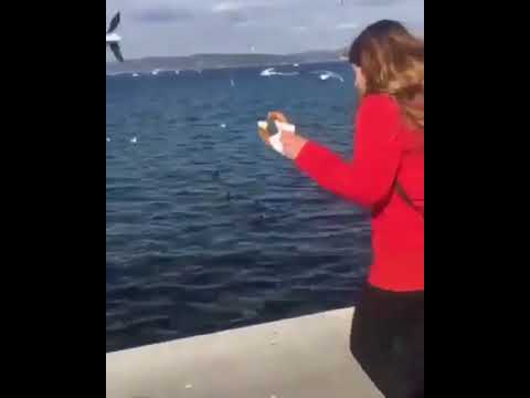 Martılara simit yerine telefon atan kız