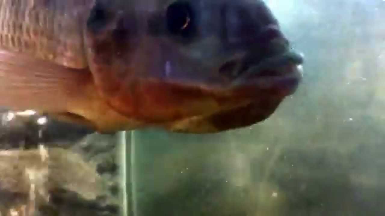 Raising Tilapia - Big Female Holding Eggs - YouTube