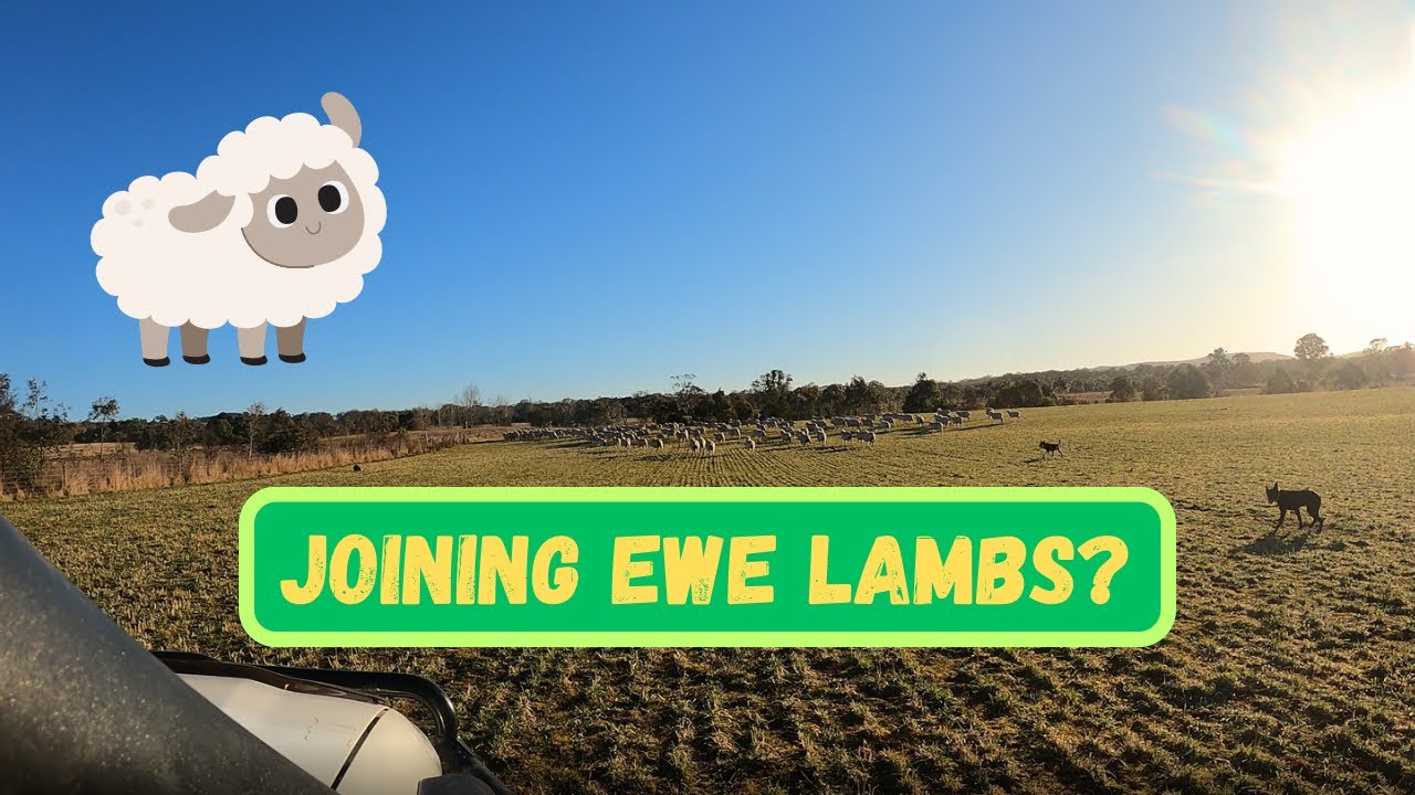 MORE SHEEP WORK! | Australian Sheep Farming - YouTube