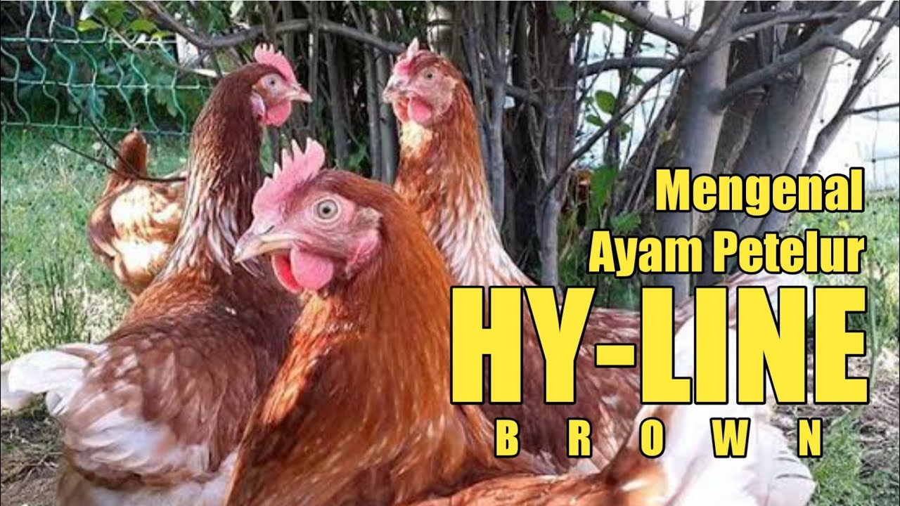 REVIEW NGAPAKTRENI - Mengenal Strain Ayam petelur Hyline brown - YouTube