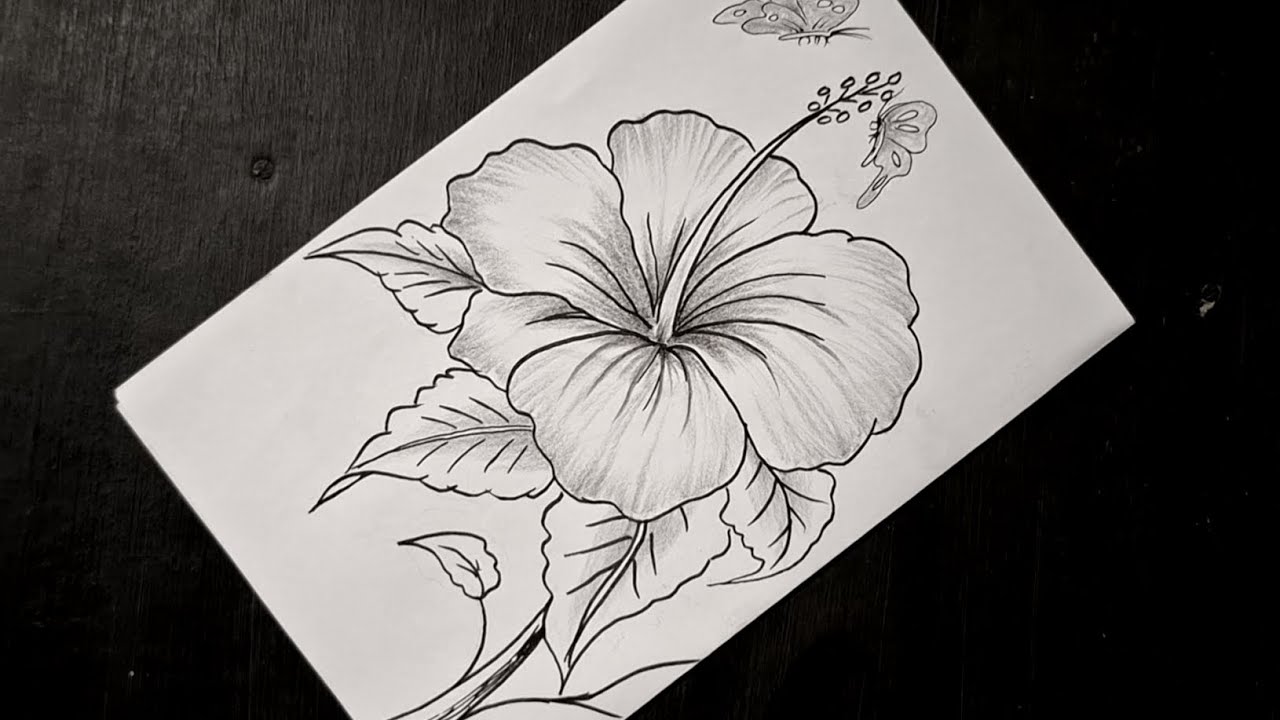 Langkah Mudah Menggambar Bunga Sepatu | Drawing Hibiscus Flower. - YouTube
