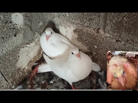 Pichones de paloma en el palomar - YouTube
