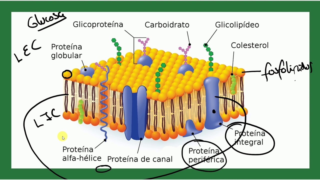 Sistema celular II ( parte 1) - YouTube