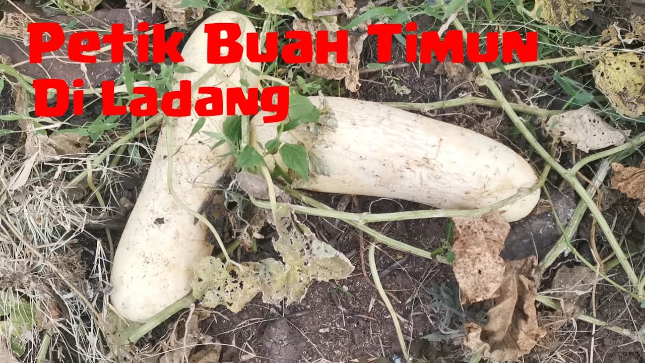 Petik Buah Timun Di Ladang || Orang Kampung - YouTube