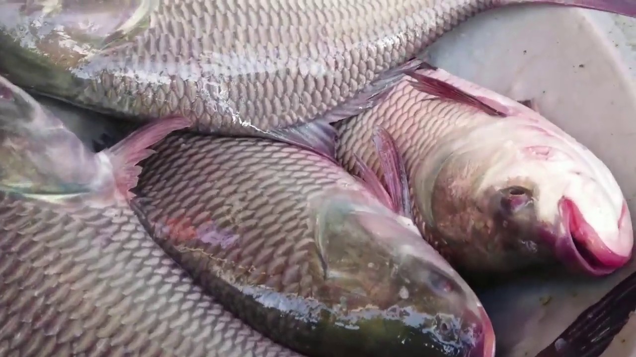 কাতল মাছ,, বাংলাদেশের একটি জনপ্রিয় মাছ,,,,,katol fish,,,Bsngladesher ...