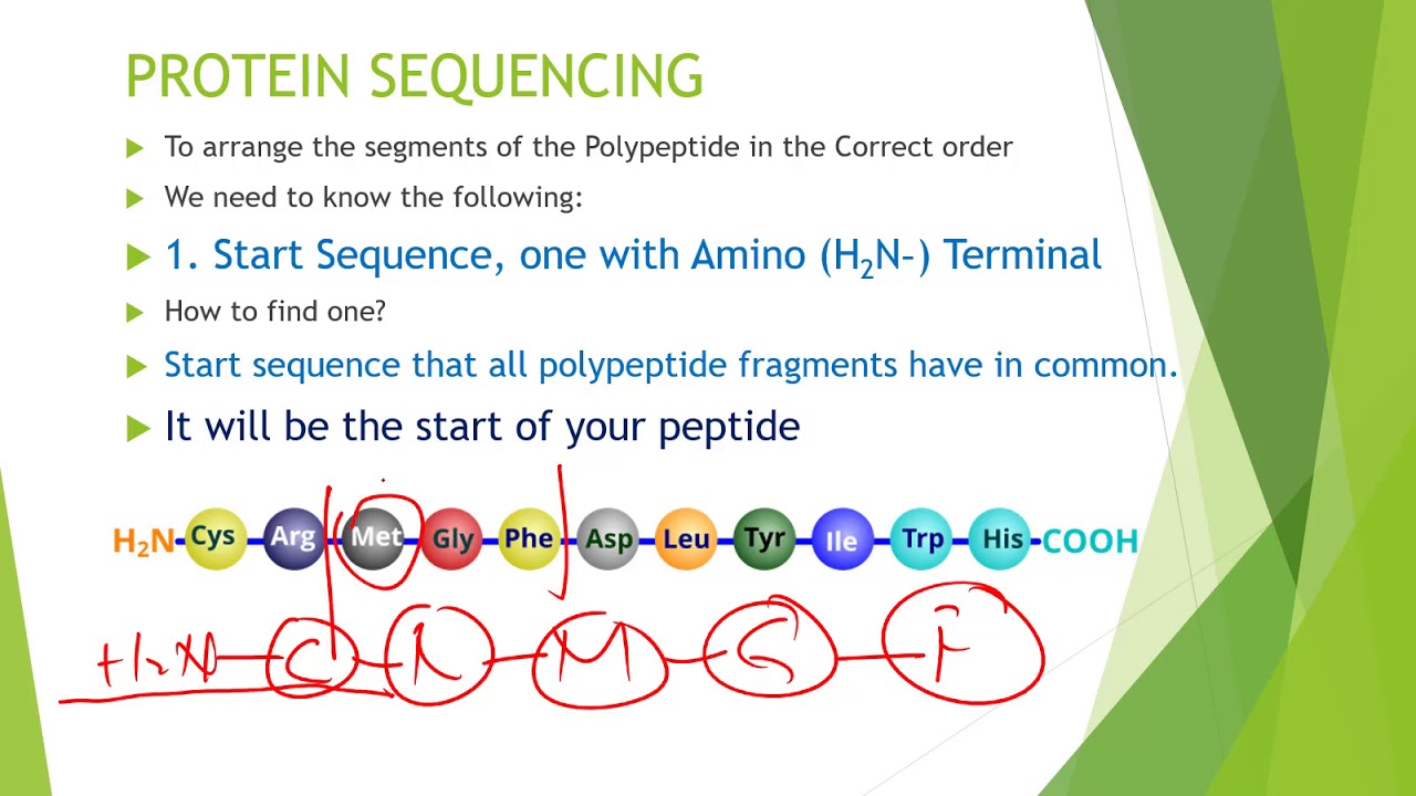 PROTEIN SEQUENCING - PART-III FIND START OF A POLYPEPTIDE - YouTube