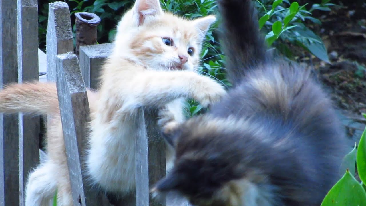 Five kittens have fun - YouTube