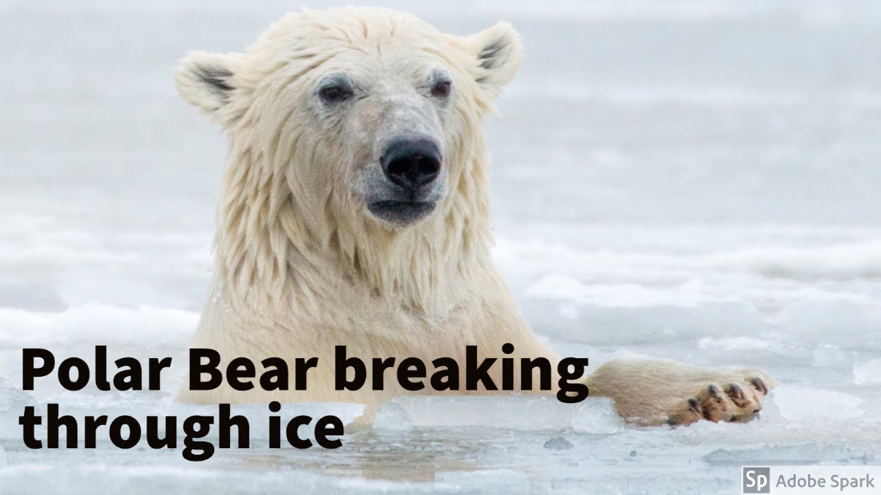 Mother Polar Bear breaks through ice at different intervals to allow ...