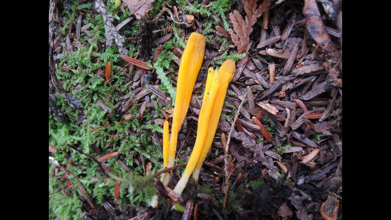 Neolecta vitellina - YouTube