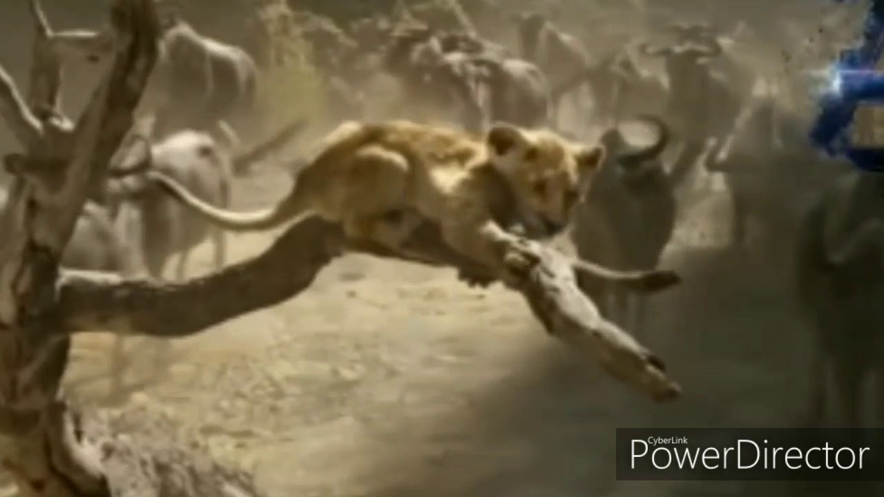 Stampede Wildebeest In Simba - YouTube