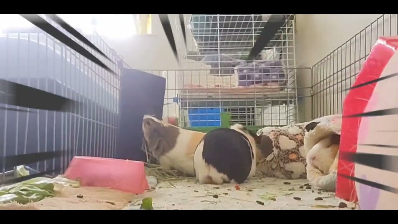 Piggies Arguing - YouTube