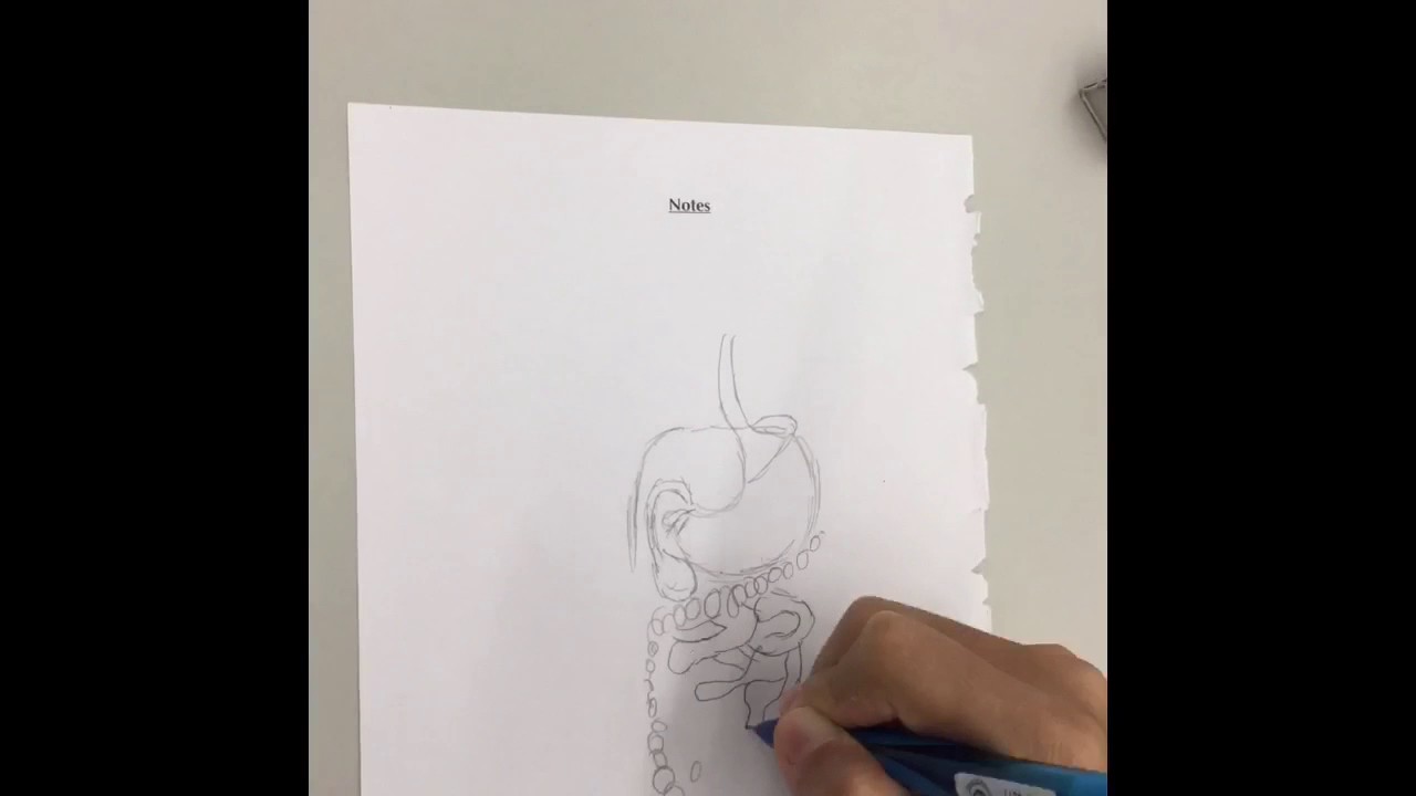 Absorption & Egestion Drawing Diagram - YouTube