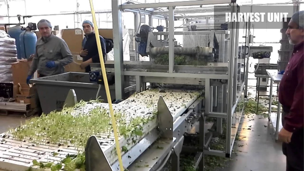 High Density Baby Greens Growing System - YouTube