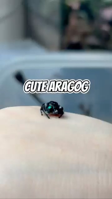 Cute Aragog - YouTube