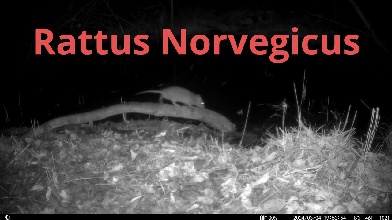 Rattus Norvegicus ( also known as Brown Rat, Norway Rat, Sewer Rat ...