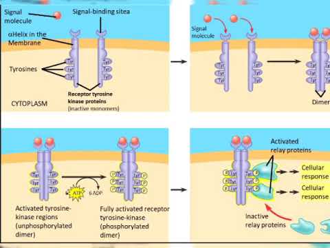 Single transmembrane receptor (STMR) - YouTube