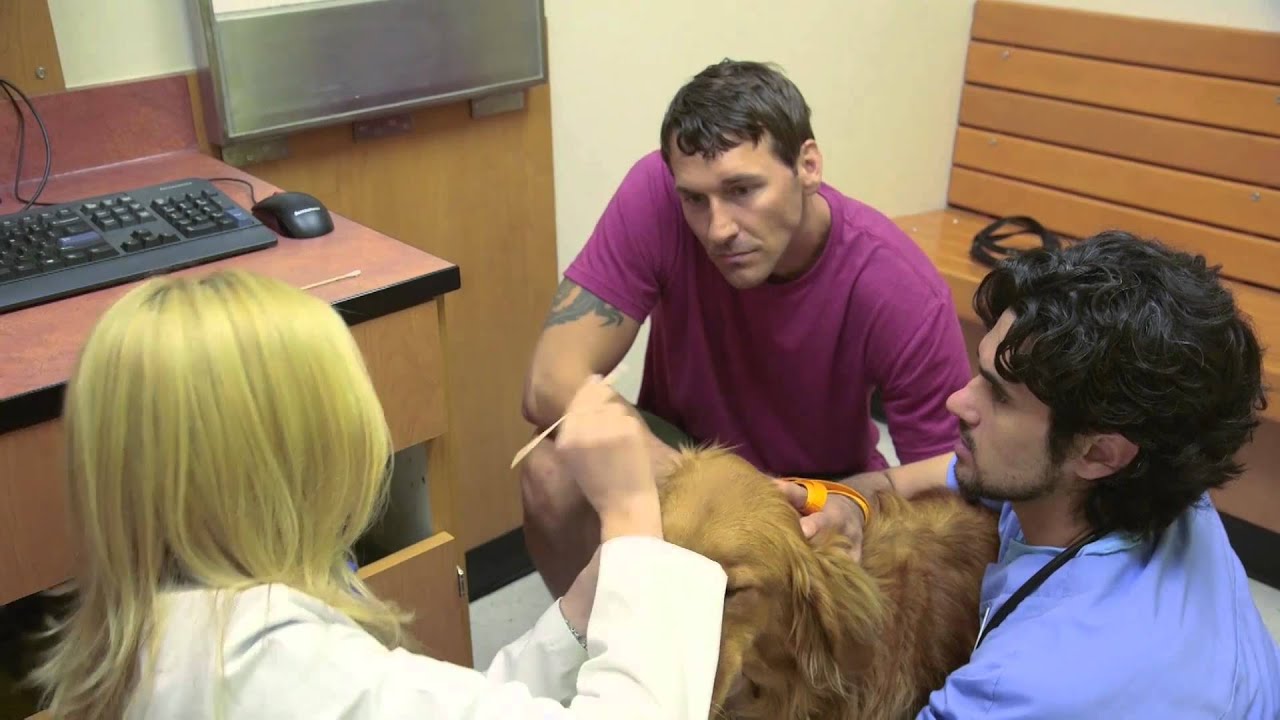 Banfield Pet Hospital - Sandy’s Story on CBS's Lucky Dog - YouTube