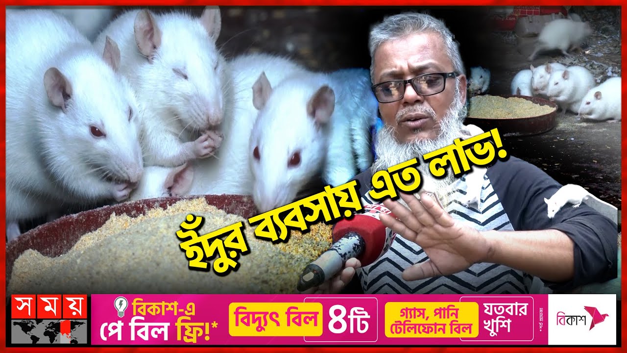 হাঁস-মুরগি রেখে সবাই পালছে ইঁদুর! | White Rat Farm | Brahmanbaria ...