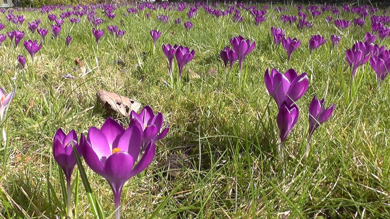 BEE friendly ;o) - planting 1000 crocus bulbs in my garden (YEARLY ...
