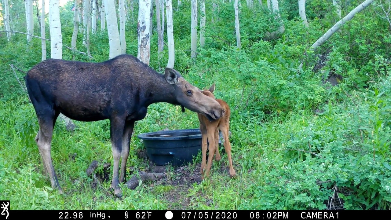 Wasatch Mountains Trailcam: Cow Moose and Calf - YouTube