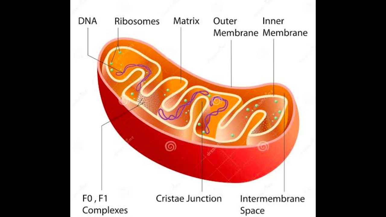 Why Are Mitochondria Called Semi Autonomous Organelles ...