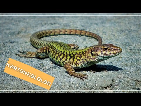 KƏRTƏNKƏLƏLƏR HAQQINDA BİLMƏDİKLƏRİNİZ