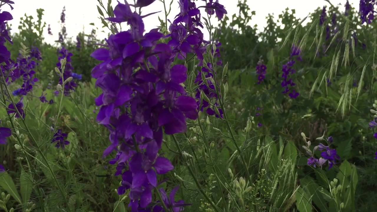 FWB Hymn Project: #303 He Ransomed Me - YouTube