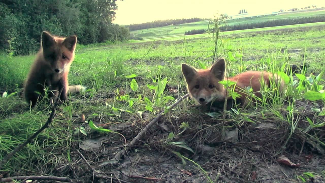 The secret life of fox - YouTube