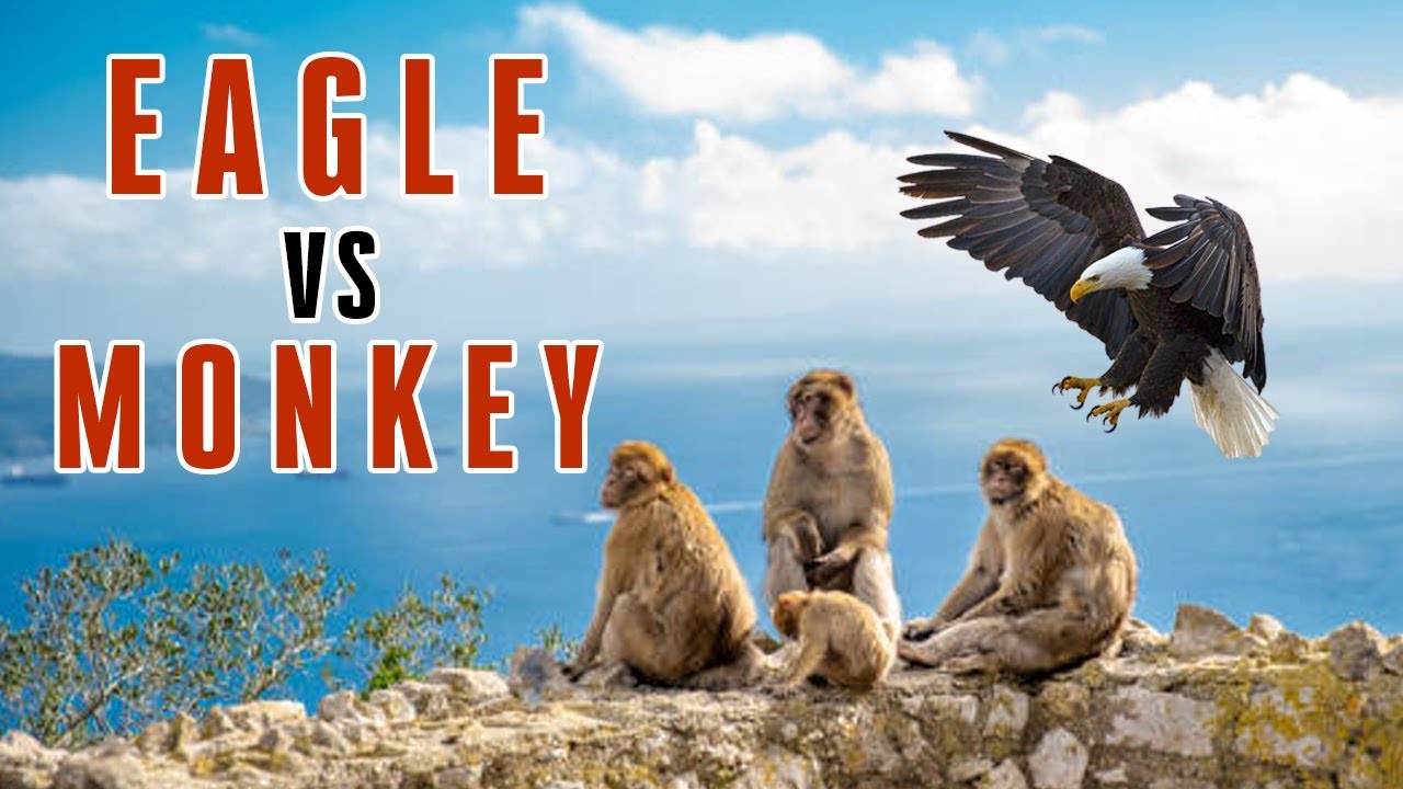 Eagle Catches Monkey | Eagle vs Monkey - YouTube