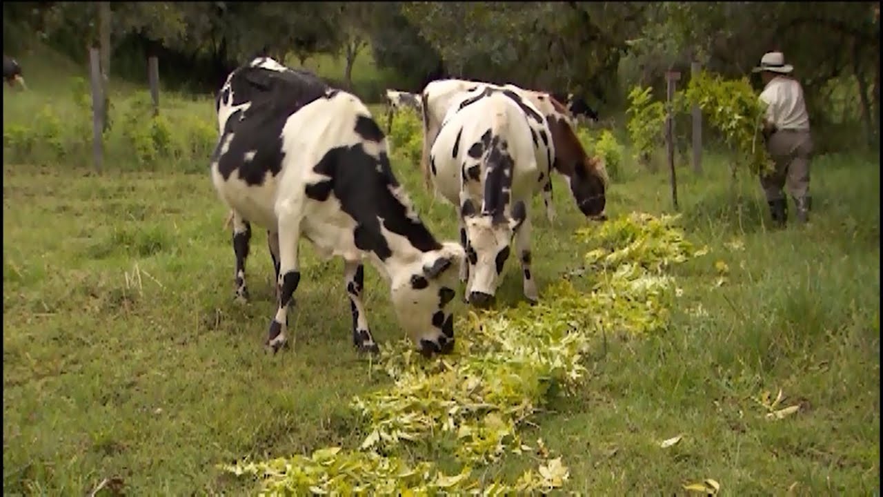 Ganadería colombiana sostenible - La Finca de Hoy - YouTube