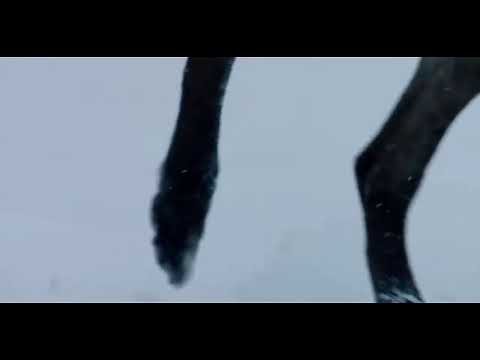 DHARIA - Sugar & Brownies (new video version)