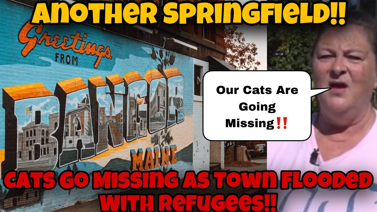 ANOTHER SPRINGFIELD ! Cats Are Going MISSING In Bangor Maine After Town ...