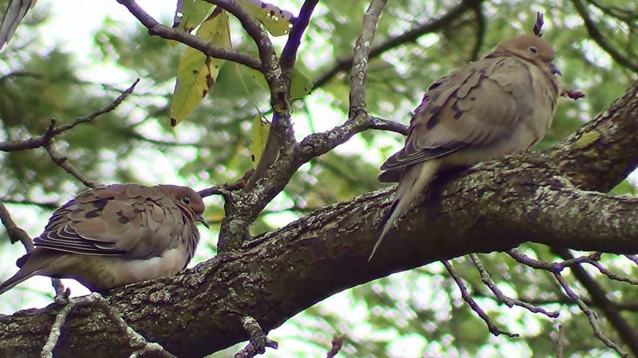 Morning Mourning Doves Not Morning Birds? - YouTube